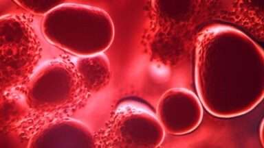 Unlocking the Mysteries of Dolphin Communication