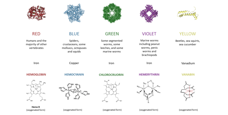 Organisms Without Blood and Variations in Blood Color